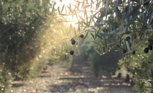 Unlock the Secrets of Olive Oil Production with a Professional Co ...
